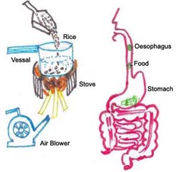 CONCEPT OF AGNI & ITS IMPLICATIONS ON DIGESTION (144) – SVT-Ayurnutrition