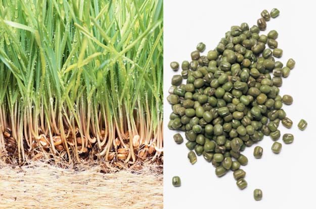 Cooking with the Mung Bean: