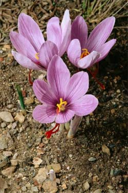 Kashmir's Saffron Heroines