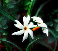 My Singing Shefali Flower