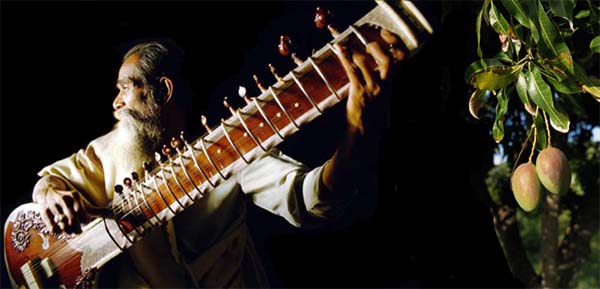 The Mango Christmas Tree