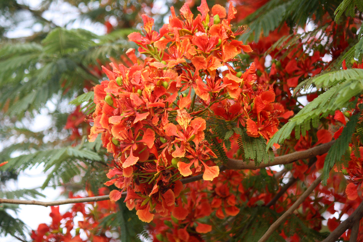 Gulmohar Again