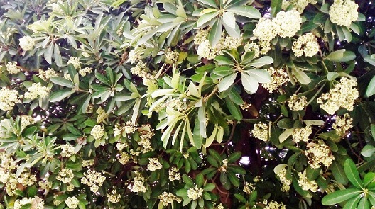 Saptaparni: Enigma of the Voluptuous Devil's Tree