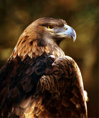 Golden Eagle Rising