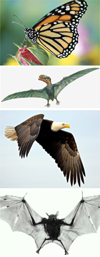 Evolution Of Wings, Calendars, Counting,